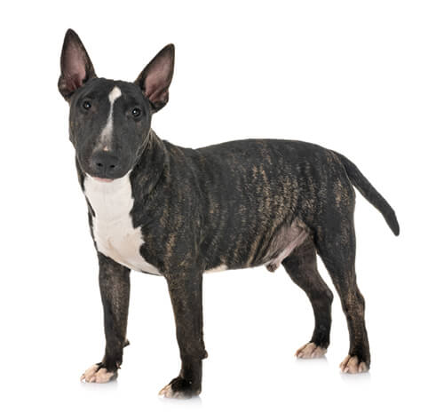 Informace o plemeni psa miniaturní bulteriér | Purina CZ