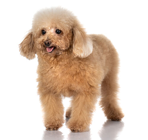 Informace o plemeni psa toy pudl | Purina CZ