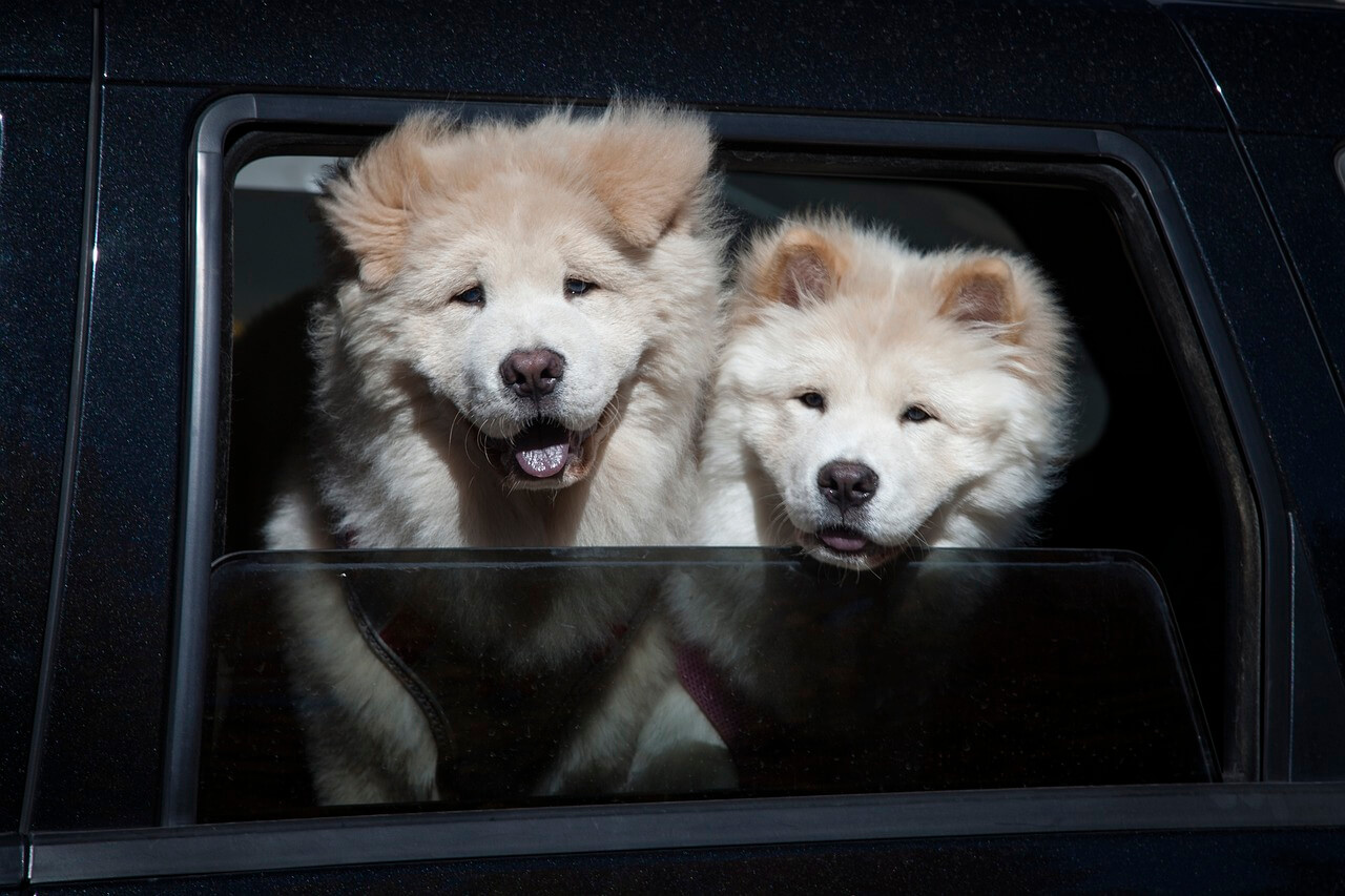 Promotion Dog Test | Purina CZ
